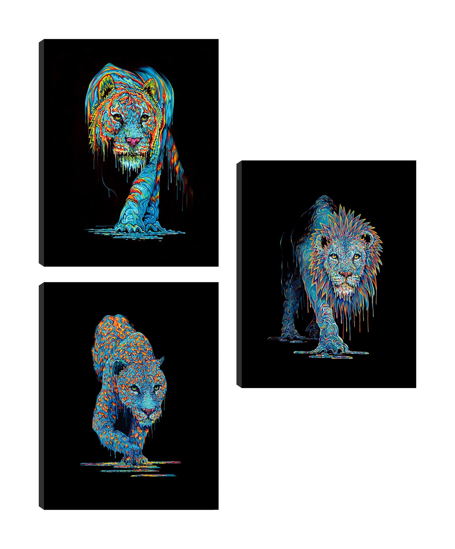 The Dark Knights (Set of Three - Calathea/Jatupo/Rufiji) | Robert Oxley